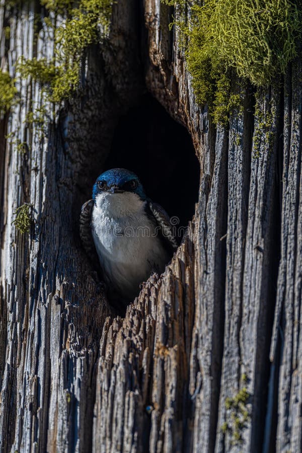Tree Swallow in Front of Its Nesting Cavity Stock Photo - Image of ...