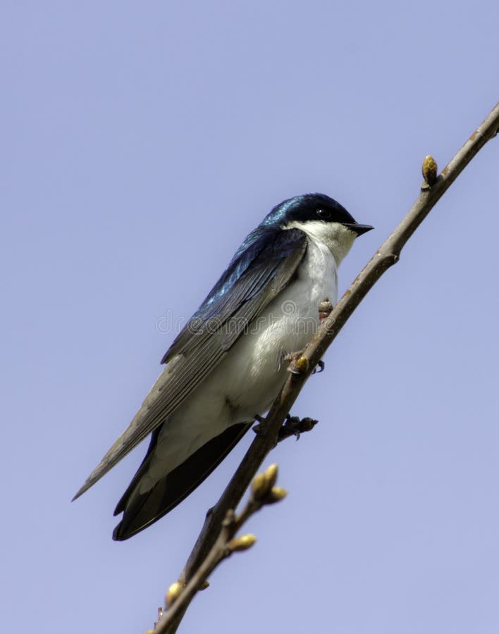 Tree Swallow (tachycineta Bicolor) Stock Photo - Image of feathers ...