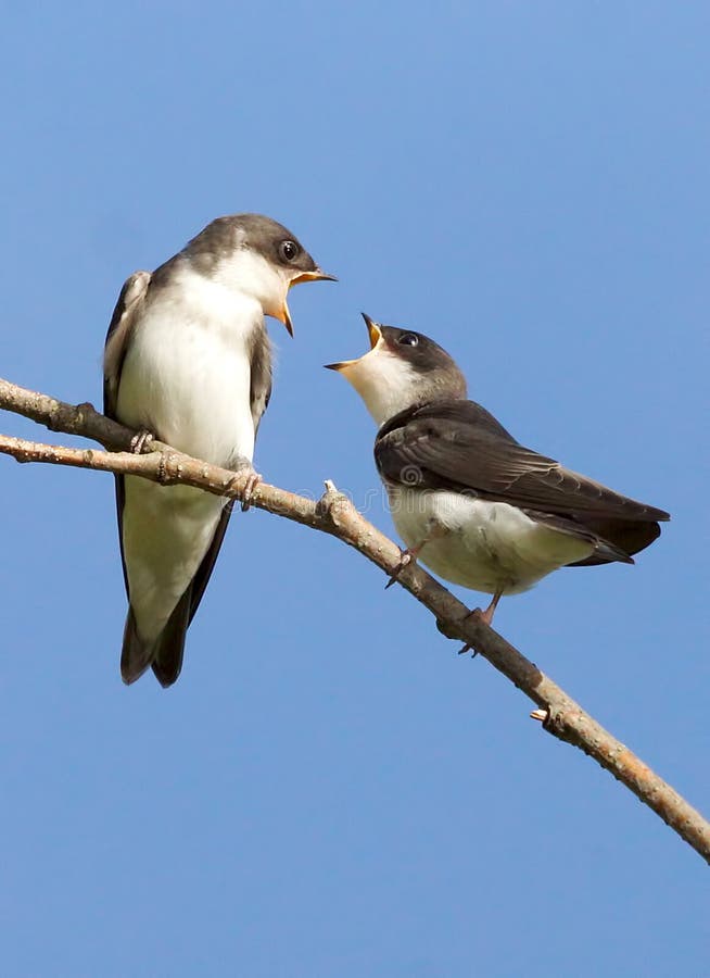Tree Swallow - Tachycineta Bicolor Stock Photo - Image of tachycineta ...