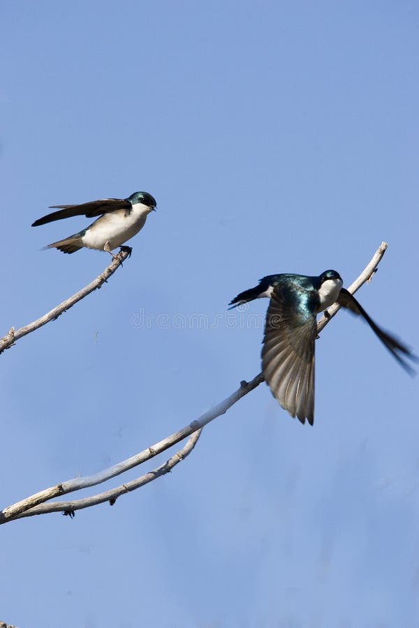 Tree Swallows stock photo. Image of purple, perched, tree - 1008310