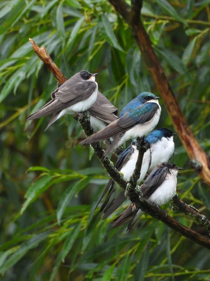 Tree Swallows Flock To Tree Branch during Rainstorm at Montezuma ...