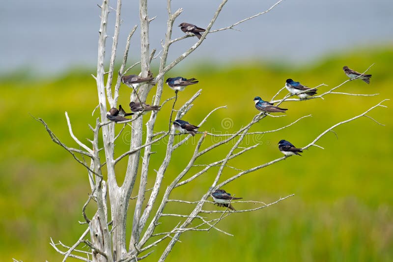 Two Tree Swallows on Nest Box Stock Photo - Image of tachycineta ...