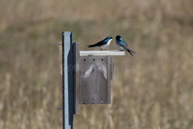 Tree Swallows stock image. Image of spring, nesting, tree - 58724079