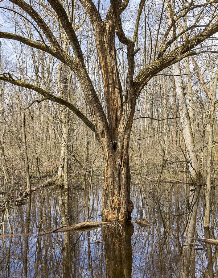 A tree in the swamp. stock photo. Image of tranquil - 144630306