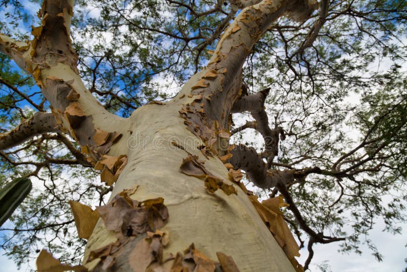 Tree Swamp Birch Betula Pumila Stock Image - Image of autumn, pattern ...