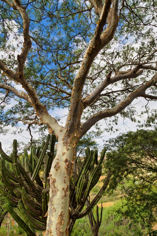 Tree Swamp Birch & X28;Betula Pumila Stock Image - Image of moor ...