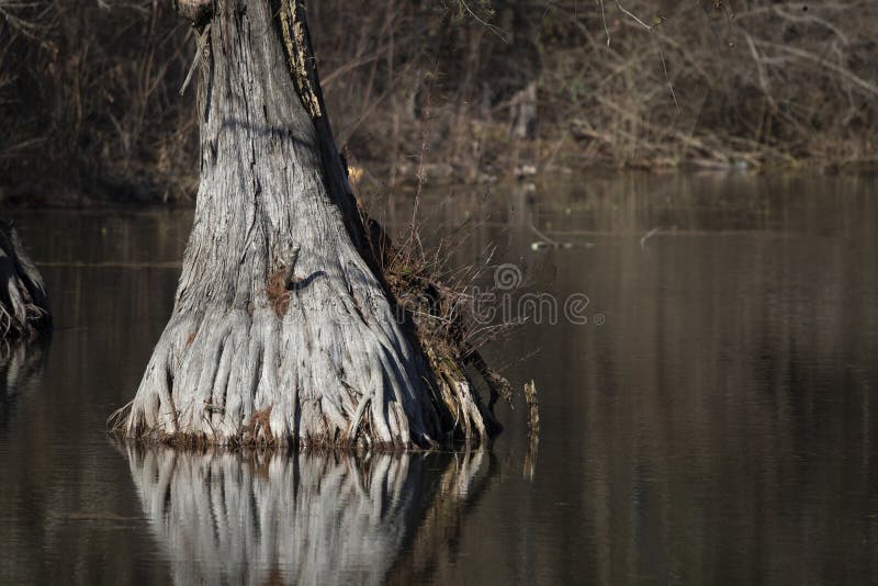 Tree in the Swamp stock photo. Image of branches, growing - 291160962