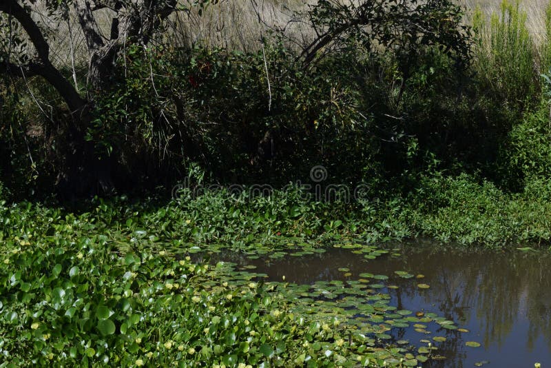 Tree on a Swamp and Grass, Flowers on a Swamp Stock Image - Image of ...