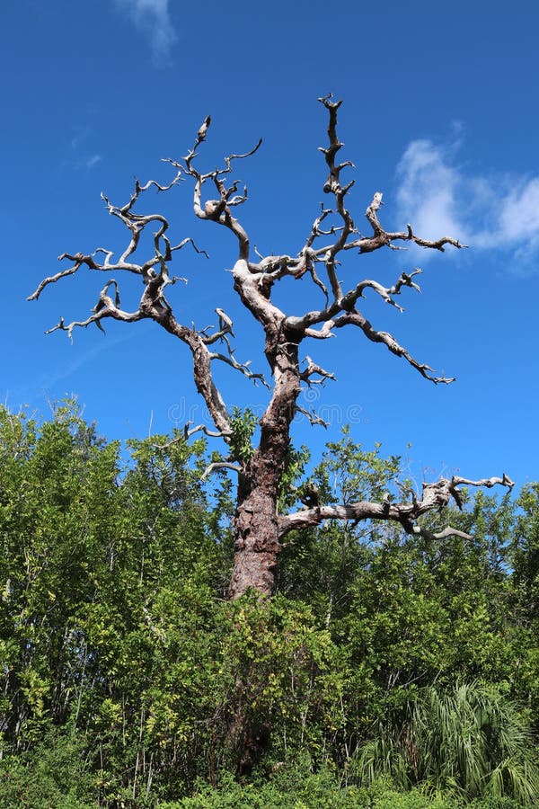 Gnarled Tree stock photo. Image of setting, blue, trees - 239234412