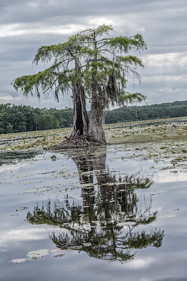 Tree in swamp stock image. Image of wetland, landscape - 44694821