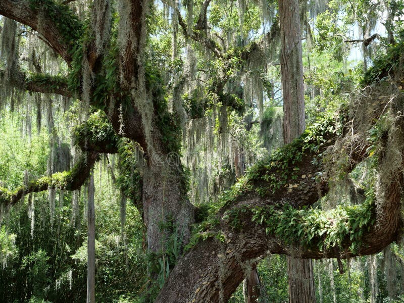 Tree in a Swamp with Spanish Moss Stock Photo - Image of shrub ...