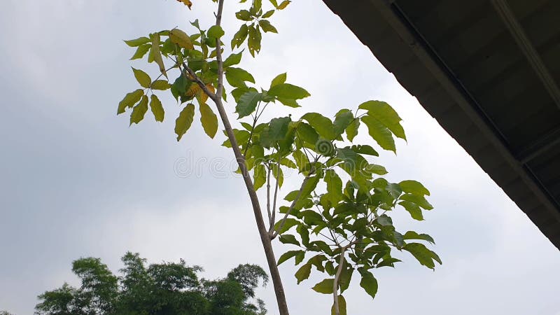 A Tree Swaying in the Wind, Against a Backdrop of Blue Sky Stock Video ...