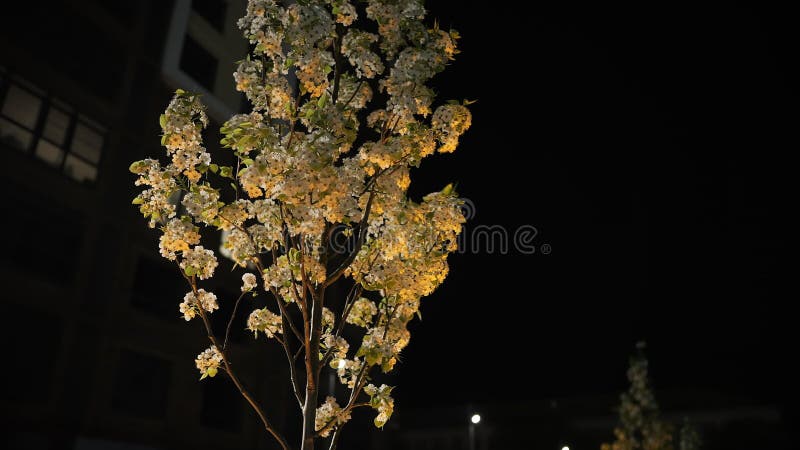 Tree Swaying in the Wind at Night in the Yard, Landscaping Illumination ...
