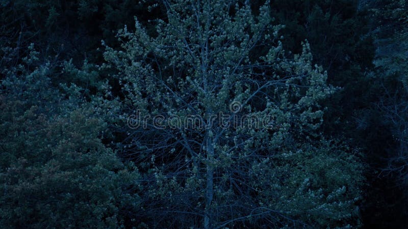 Tree Sways in the Breeze at Dusk Stock Footage - Video of bushes, town ...