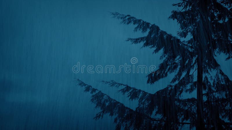 Tree in Heavy Rain and Wind on Stormy Evening Stock Video - Video of ...