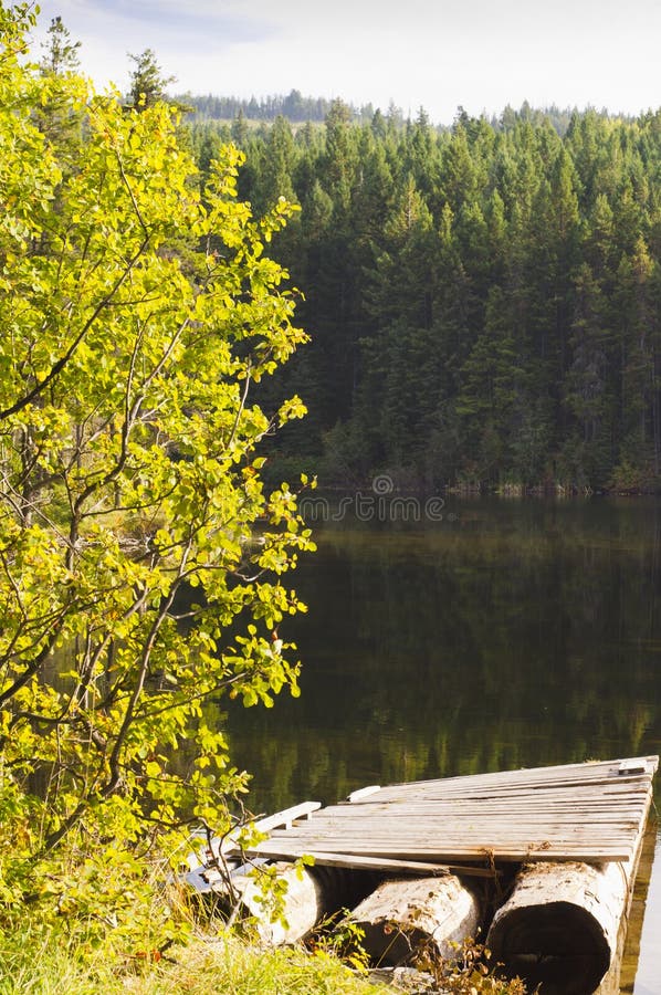 Tree and Swim Platform on Lake Stock Photo - Image of solitude, camping ...