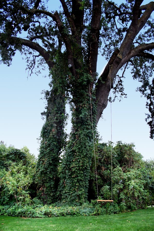 Tree Swing stock image. Image of garden, peaceful, spring - 4143835