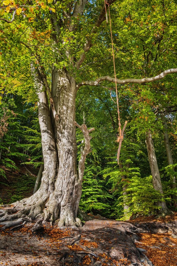 Tree Swing in the Forest stock photo. Image of foliage - 263257716