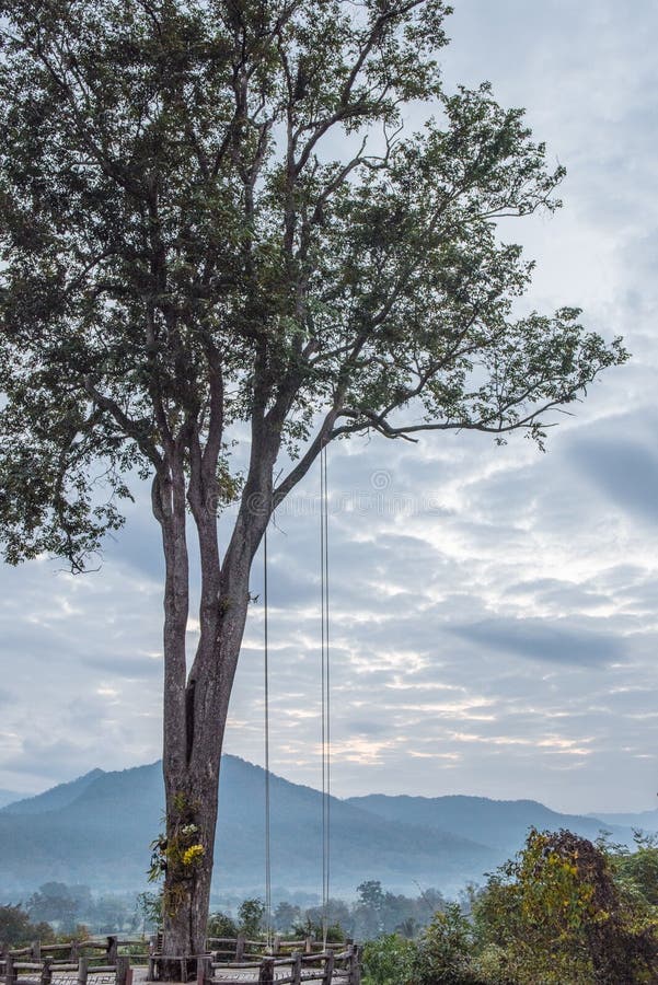 Tree Swing of Mari Pai in Pai, Thailand Stock Image - Image of mari ...