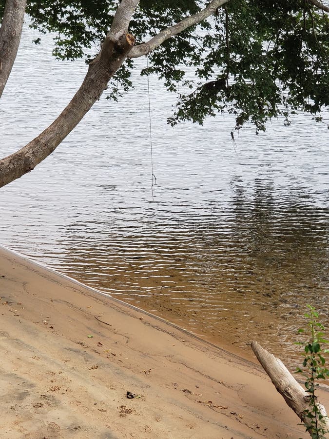Tree swing on the river stock image. Image of river - 174221107