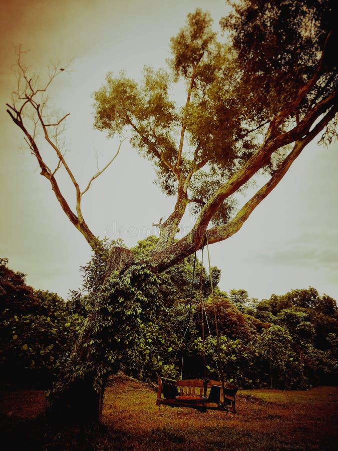 Tree Swing at Sunset Way Park Stock Image - Image of park, swing: 145984619