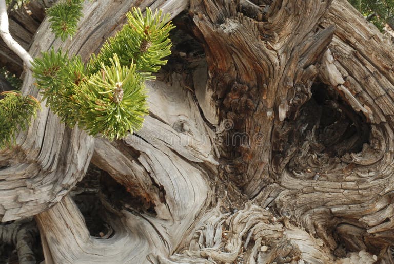 Tree Swirl stock image. Image of travel, tree, wood, park - 11198283