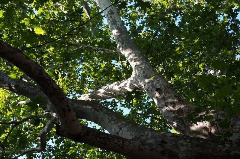 Tree Sycamore with Green Leaves Stock Image - Image of tree, blue: 93570295
