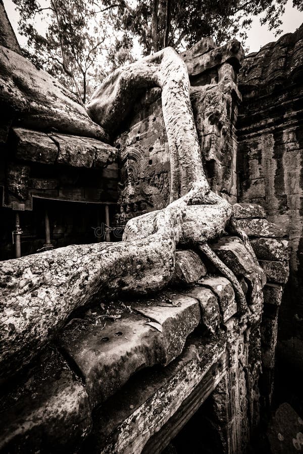 Tree of Ta Prohm, Angkor Wat Stock Image - Image of prohm, religion ...