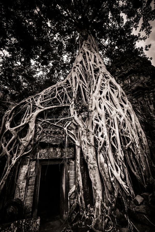 Tree of Ta Prohm, Angkor Wat Stock Image - Image of buddha, historical ...
