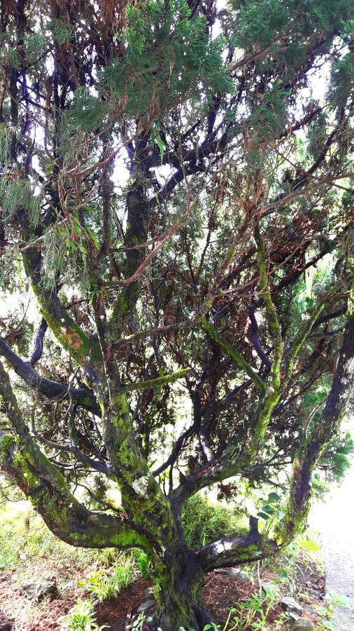 419 Kalinga Stock Photos - Free & Royalty-Free Stock Photos from Dreamstime