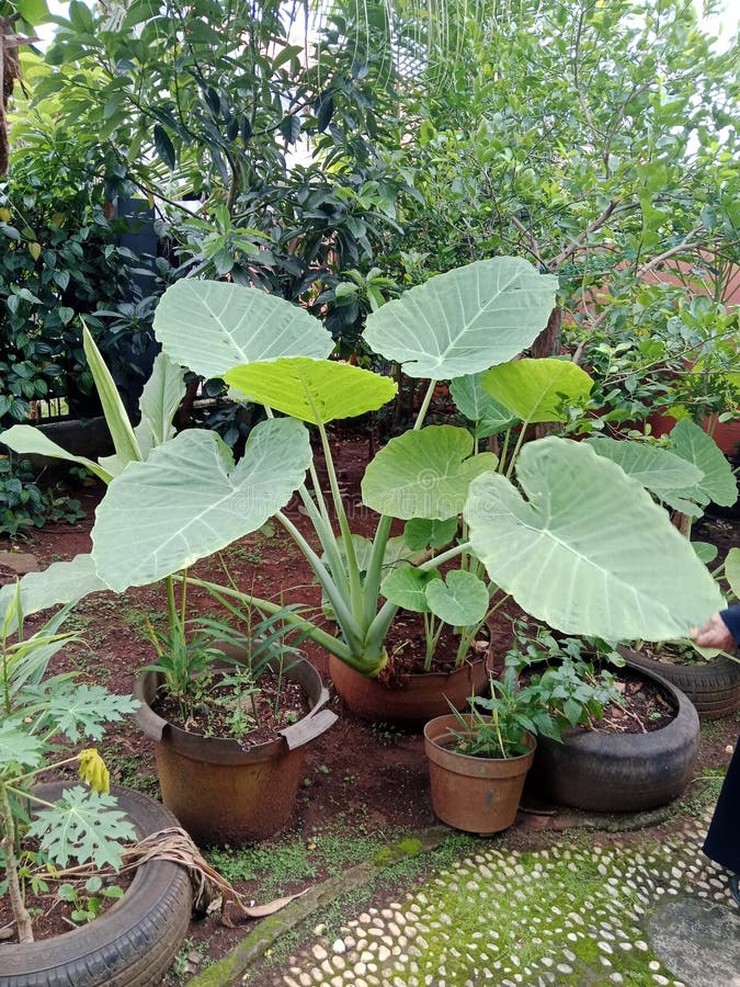 Tree Talas Lompong, Indonesia Stock Image - Image of green, shrub ...