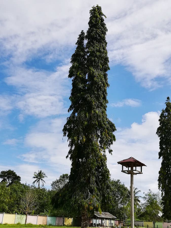 Tree stock image. Image of tall, greentree, cloud, tree - 140434875