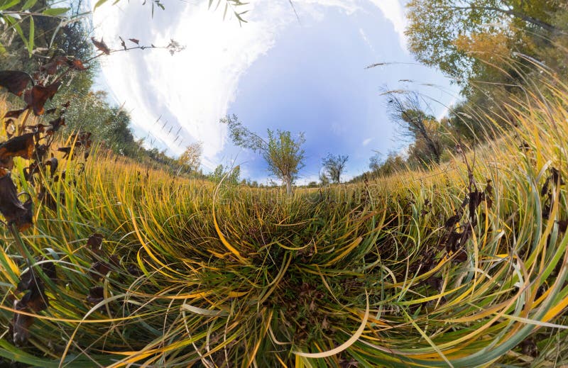 The Tree in the Tall Green Grass in the Fall. Stereographic Panorama of ...