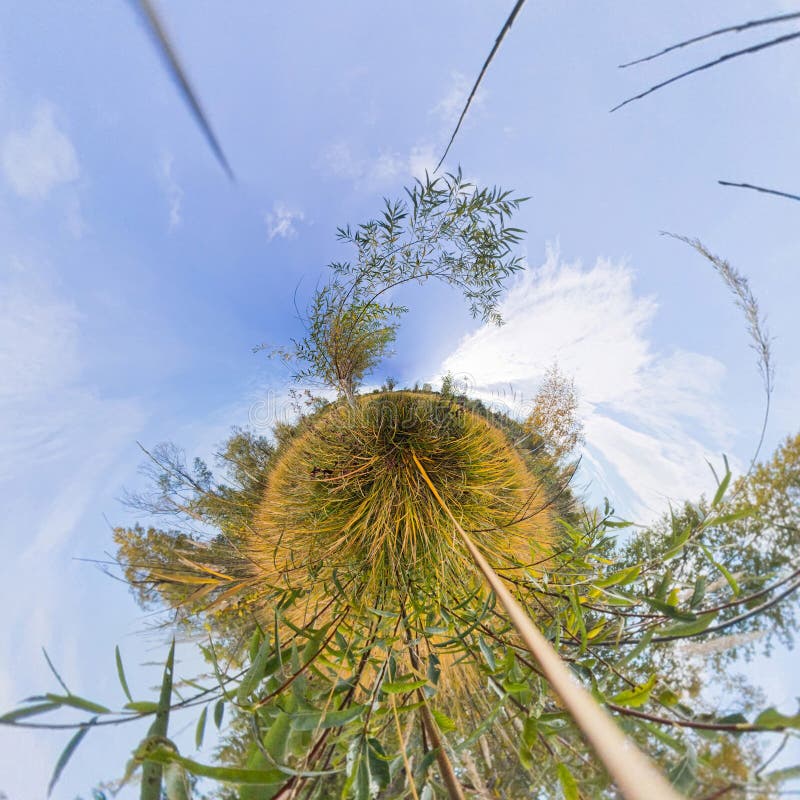 The Tree in the Tall Green Grass in the Fall. Stereographic Panorama of ...