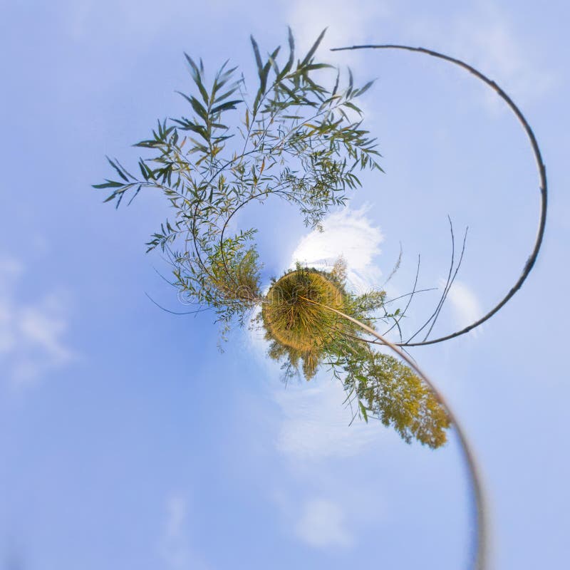 The Tree in the Tall Green Grass in the Fall. Stereographic Panorama of ...