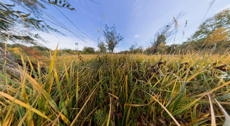 The Tree in the Tall Green Grass in the Fall. Stereographic Panorama of ...