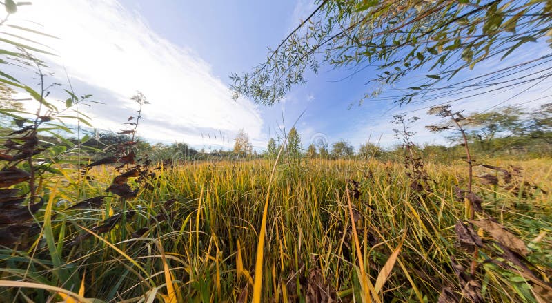 The Tree in the Tall Green Grass in the Fall. Stereographic Panorama of ...