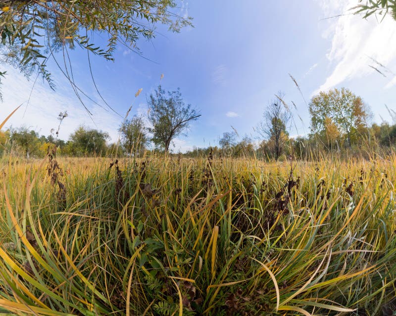 The Tree in the Tall Green Grass in the Fall. Stereographic Panorama of ...