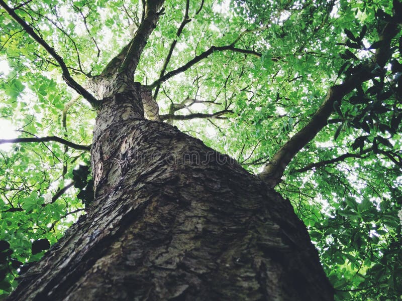 Tree stock photo. Image of tree, colour, tall, contrast - 81799650