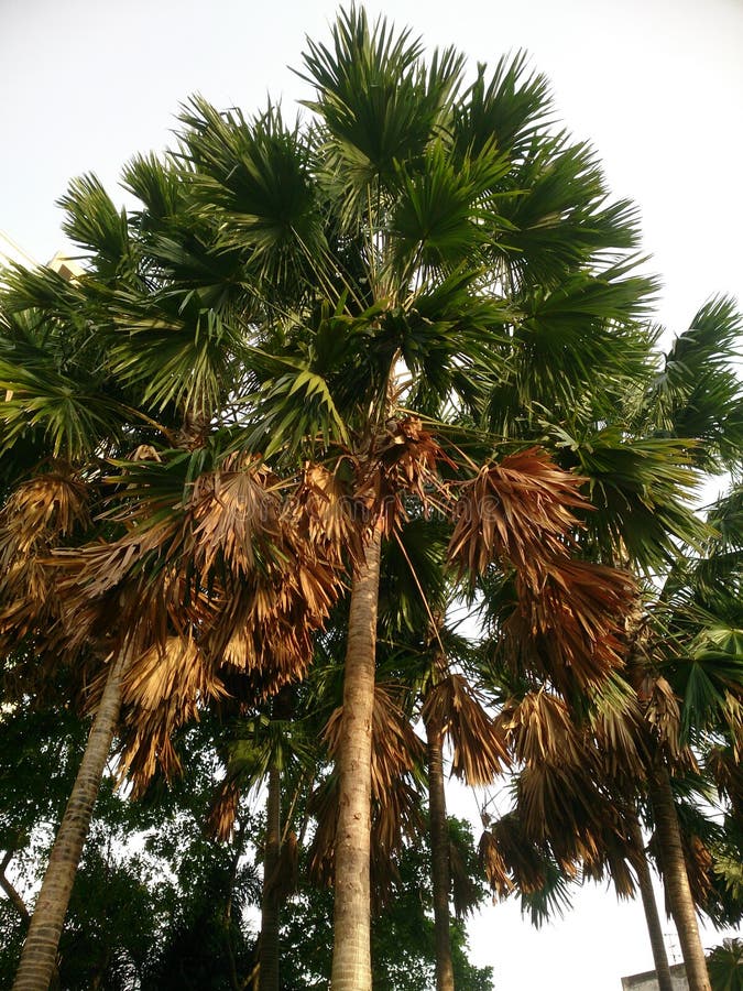 Tree editorial stock image. Image of view, tree, middle - 44760759