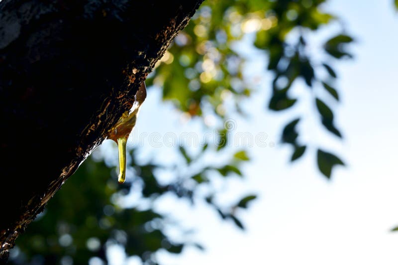 Tree tar. stock image. Image of yellow, branch, leaf - 323989573