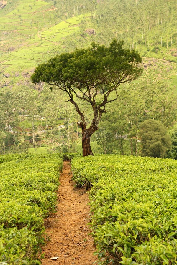 Tree on tea plantation stock photo. Image of herb, farming - 39056148