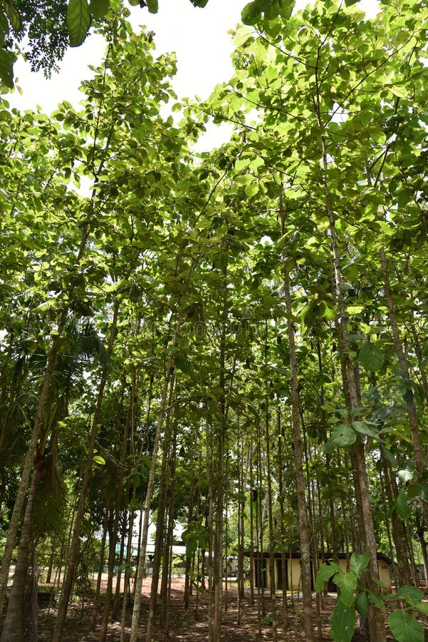 Tree teak stock image. Image of scene, green, colors - 75398127