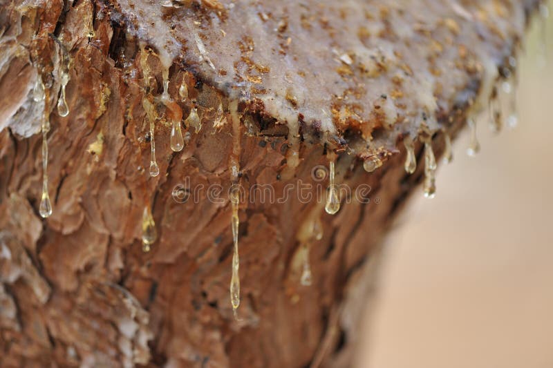 Tree Tears stock image. Image of pitch, galipot, tree - 48716873