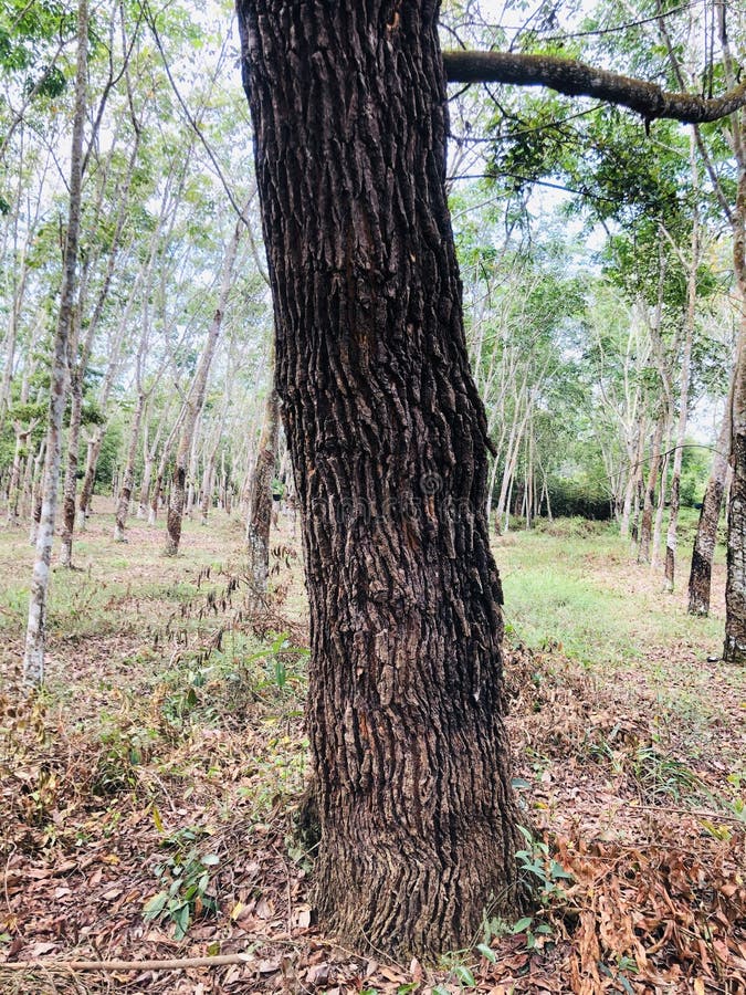 Tembesu Tree Stock Photos - Free & Royalty-Free Stock Photos from ...