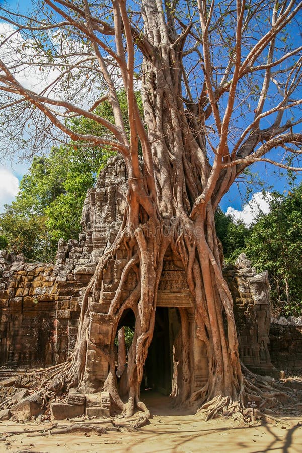 Tree on a temple wall stock image. Image of heritage - 75427827