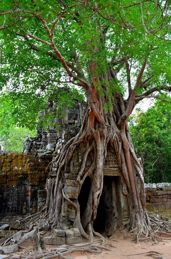 Tree in a temple stock image. Image of temple, tree, trip - 46737563