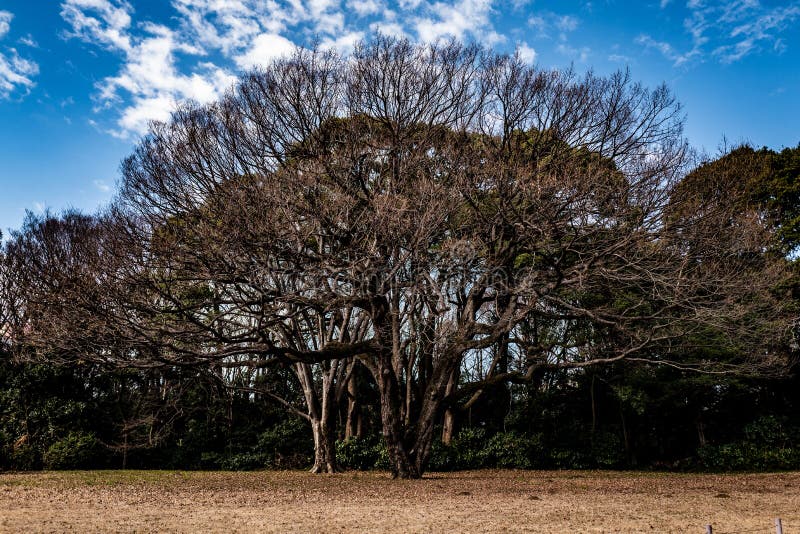 A tree in tokyo stock photo. Image of branches, tokyo - 167588632