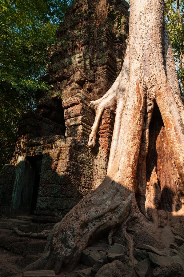 Tree on a Temple at Ta Prohm Stock Photo - Image of landmark, prohm ...
