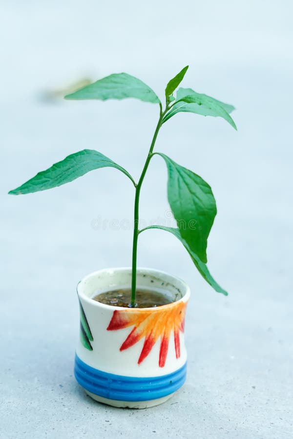 Sapling in a Tob with White Background. Stock Image - Image of ...
